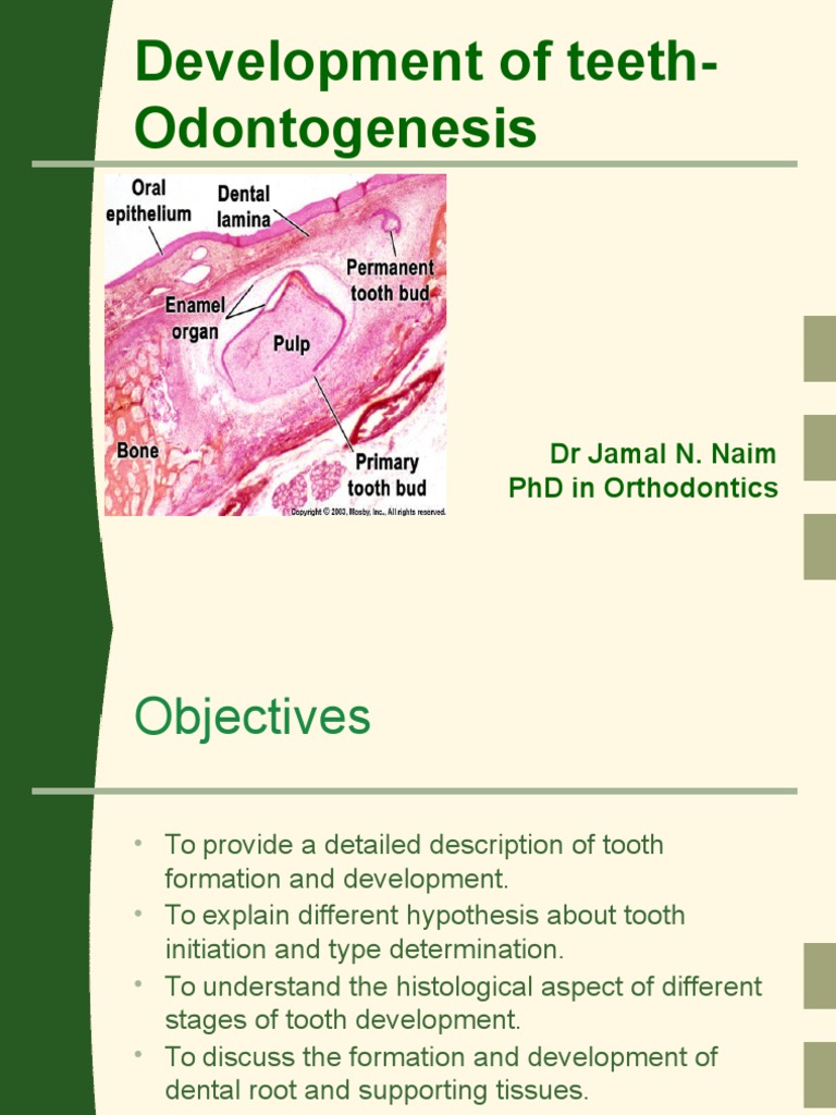 Development of Teeth 1 | PDF | Tooth | Dental Anatomy