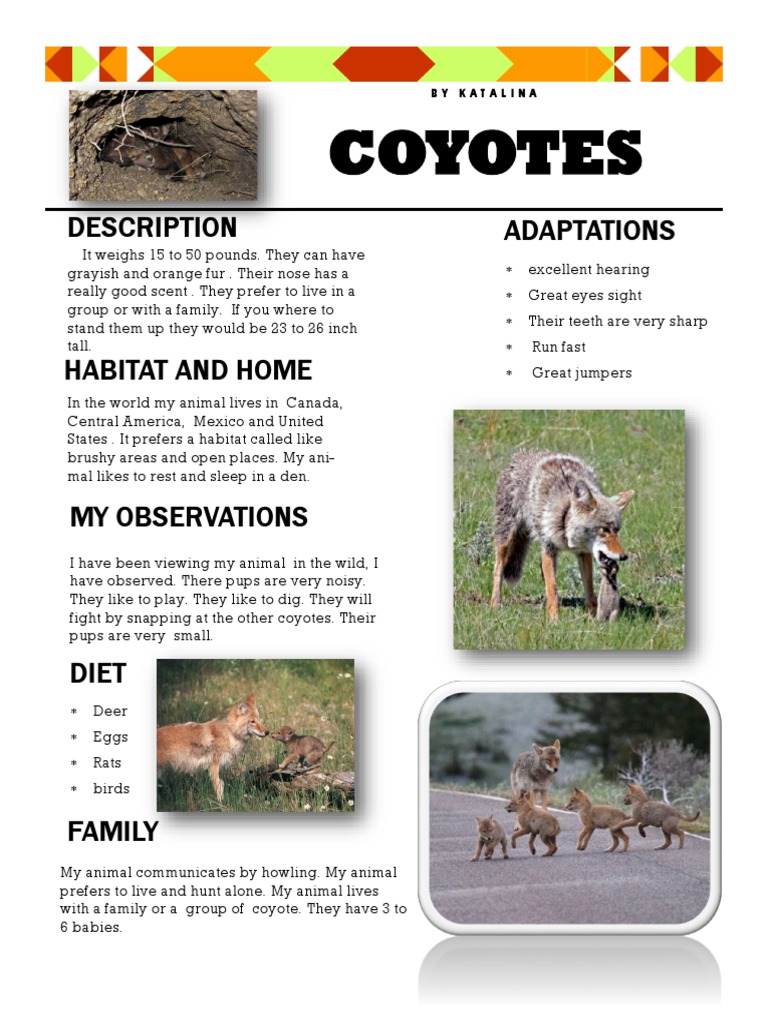 Coyotes | PDF