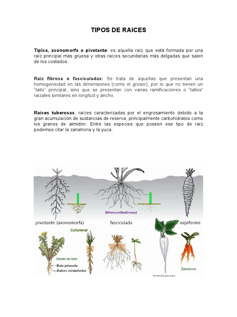 Tipos de Raices | PDF