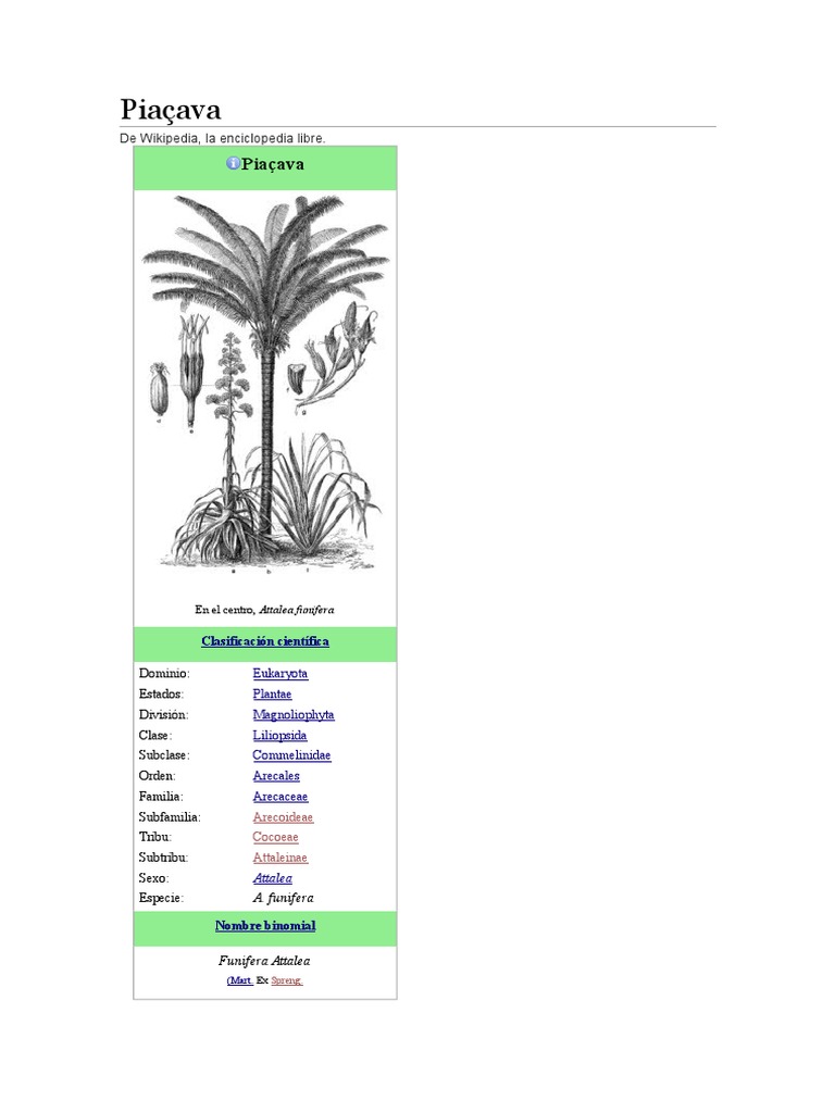 Piaçava | PDF | Arecaceae | Plantas