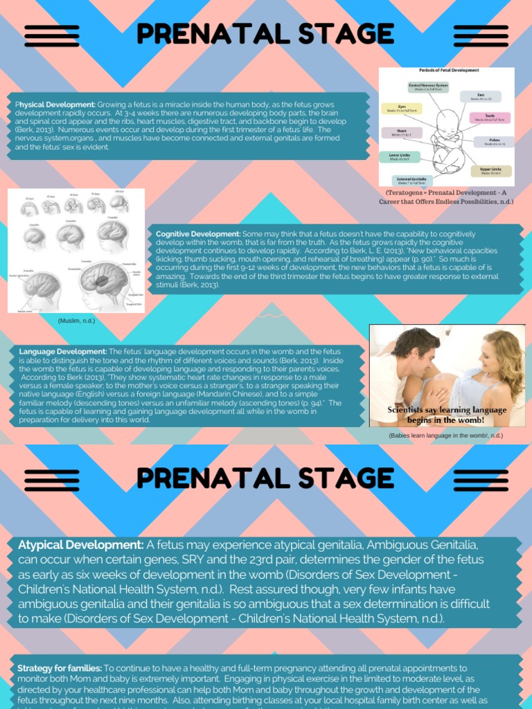 ece 497 assignment week 2 prenatal development | Prenatal Development ...