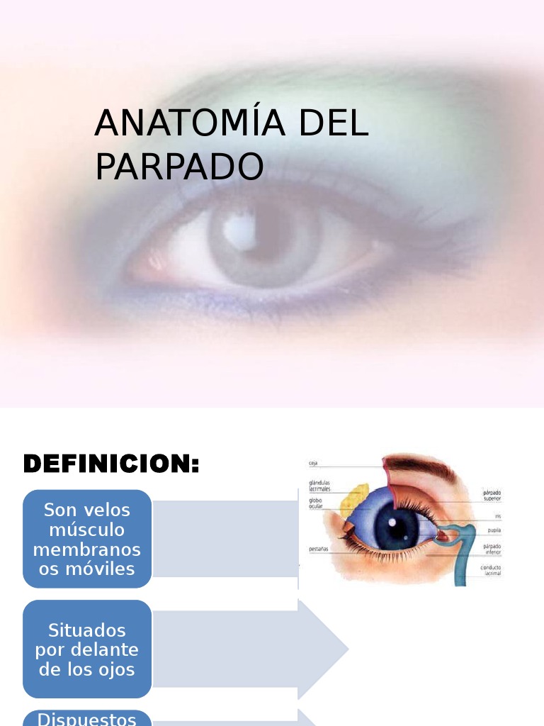 Anatomia Del Parpado | Anatomía de primate | Cabeza y cuello humanos