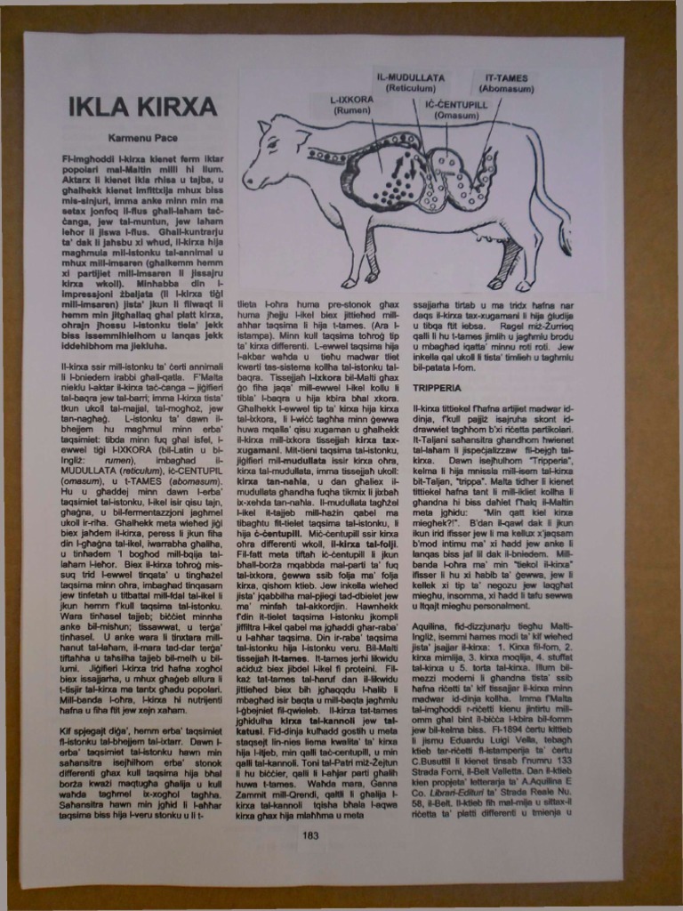 Ikl A Kirxa: Il-Mudullata It-Tames (Reticulum) (Abomeeum) | PDF ...