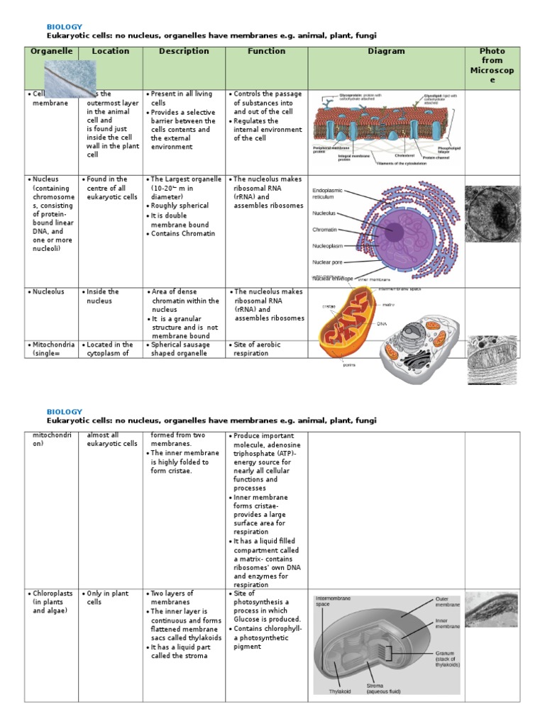Eukaryotic Cell Organelles Overview | PDF | Endoplasmic Reticulum ...
