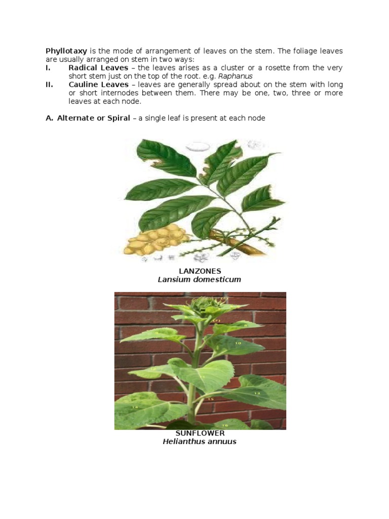 Phyllotaxy | Horticulture And Gardening | Branches Of Botany