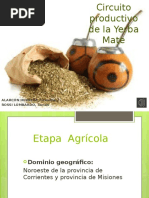 Circuito Productivo de La Yerba Mate | PDF | Té