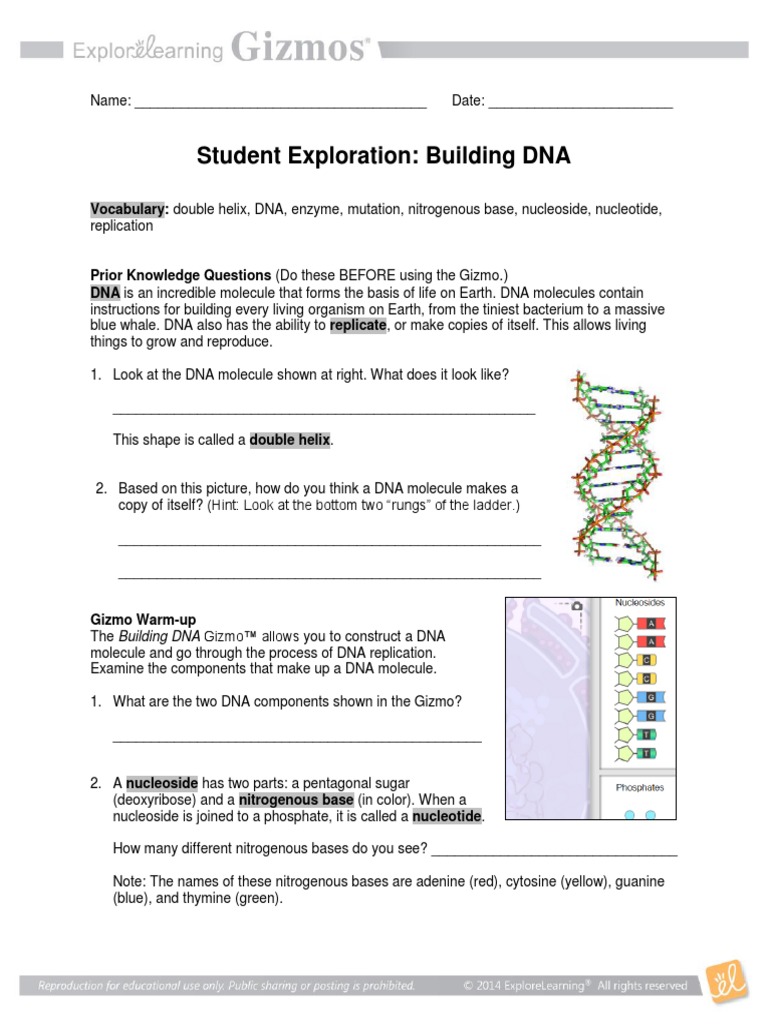 Building Dna | PDF | Dna Replication | Dna