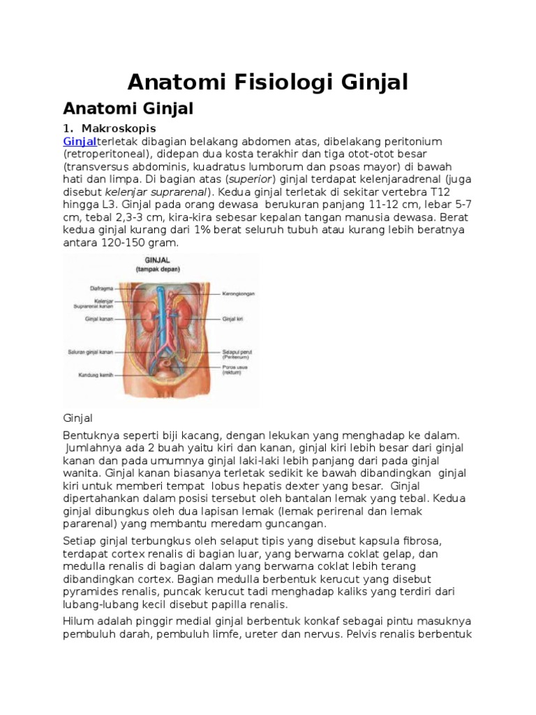 Anatomi Fisiologi Ginjal | PDF