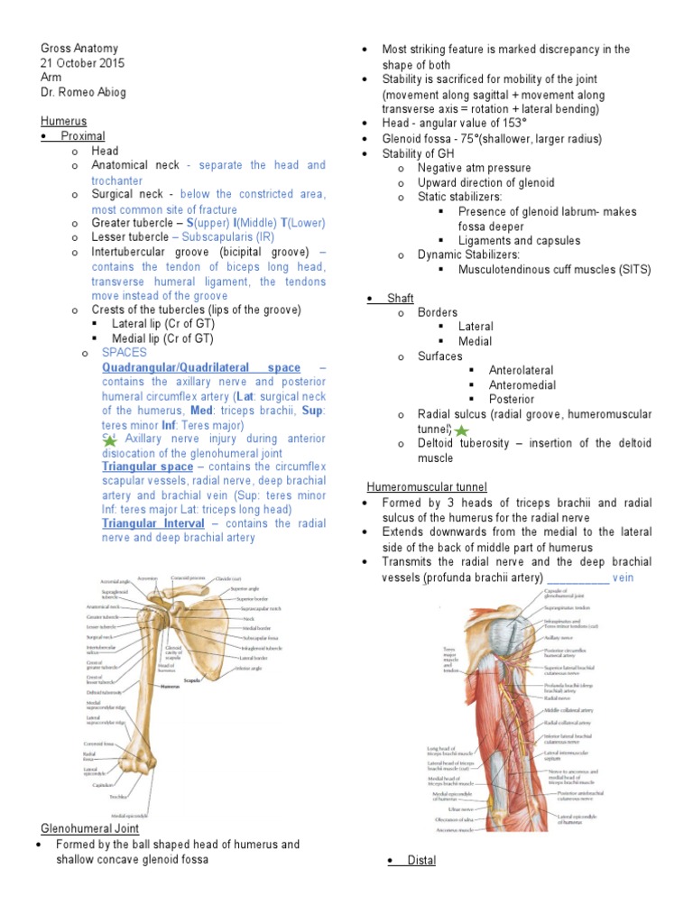 2.08 Brachial Region (Arm) - Compartments, Muscles, Nerves, And Vessels ...
