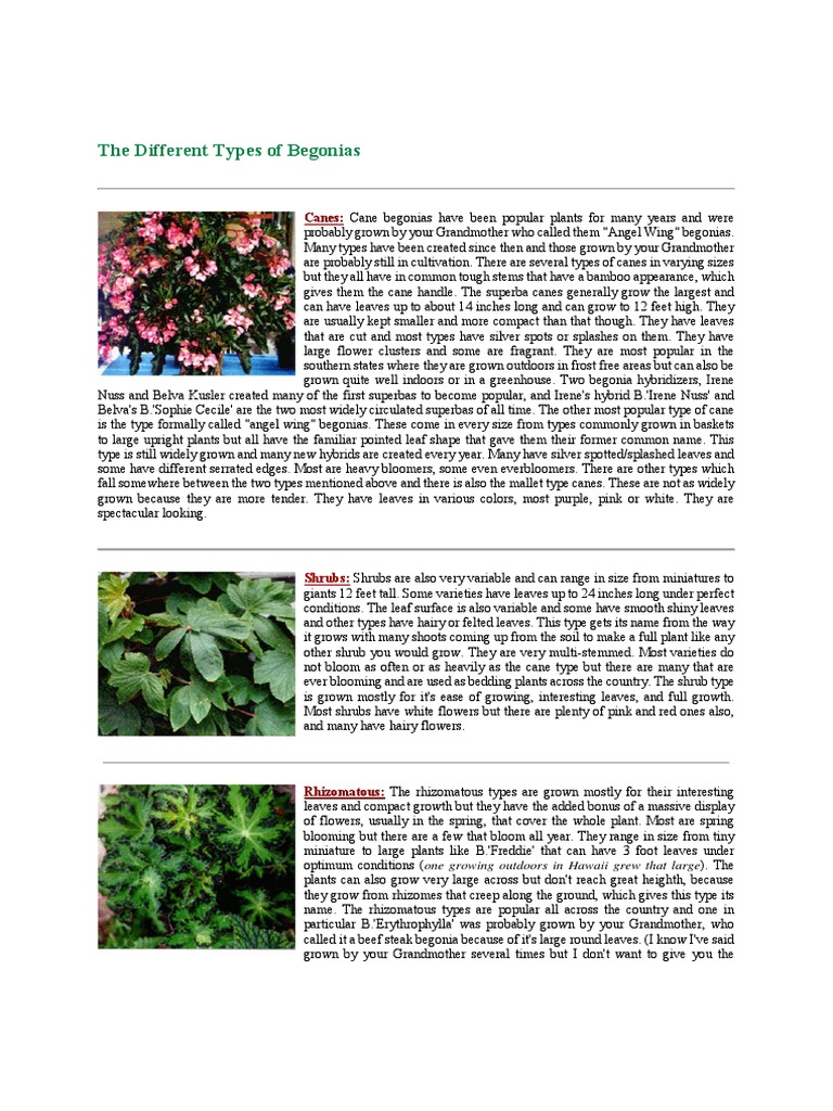 The Different Types of Begonias | PDF | Leaf | Botany