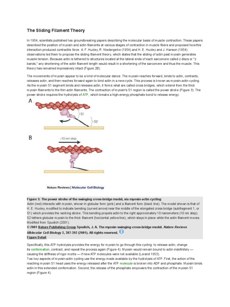 The Sliding Filament Theory | PDF | Actin | Muscle Contraction