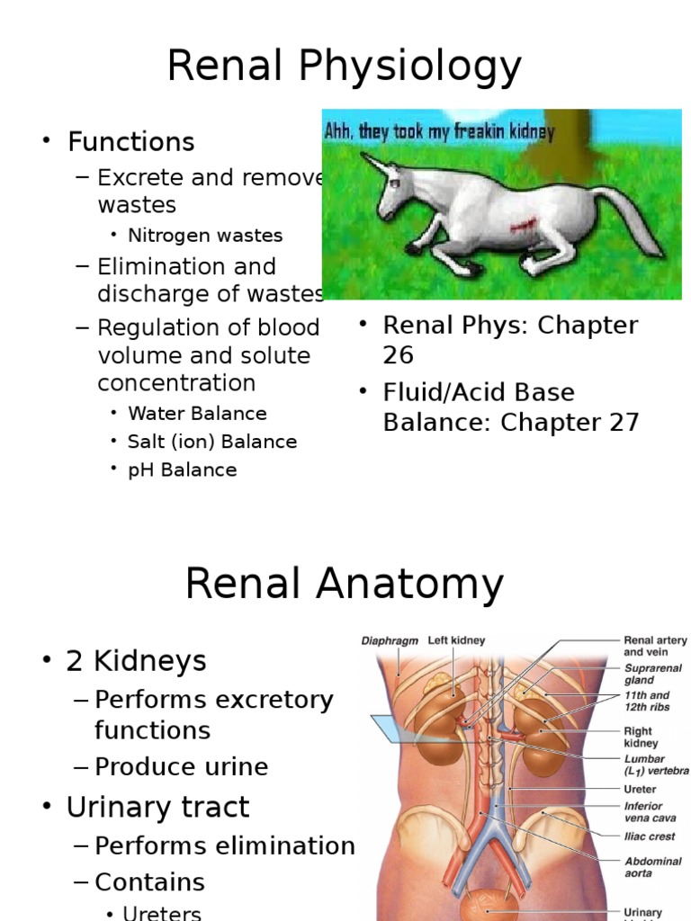Renal Physiology | PDF | Kidney | Genitourinary System Renal Physiology | PDF | Kidney | Genitourinary System