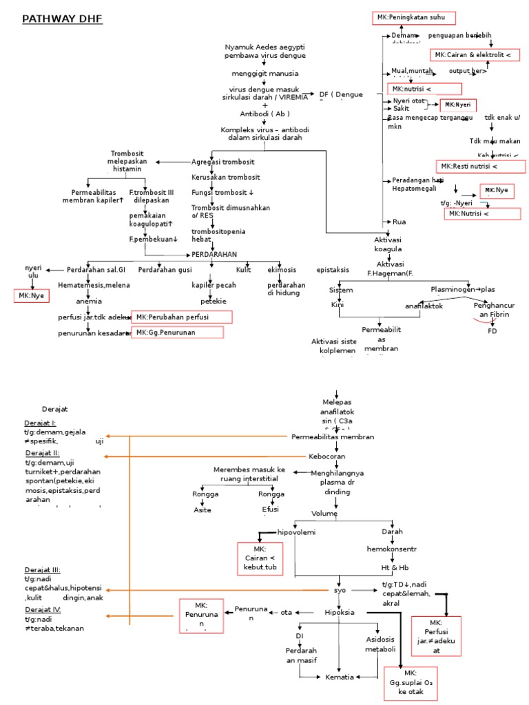Pathway DHF New1 | PDF