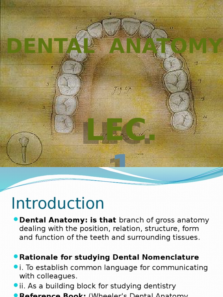Dental Anatomy Lec.1 | PDF | Tooth | Dental Anatomy