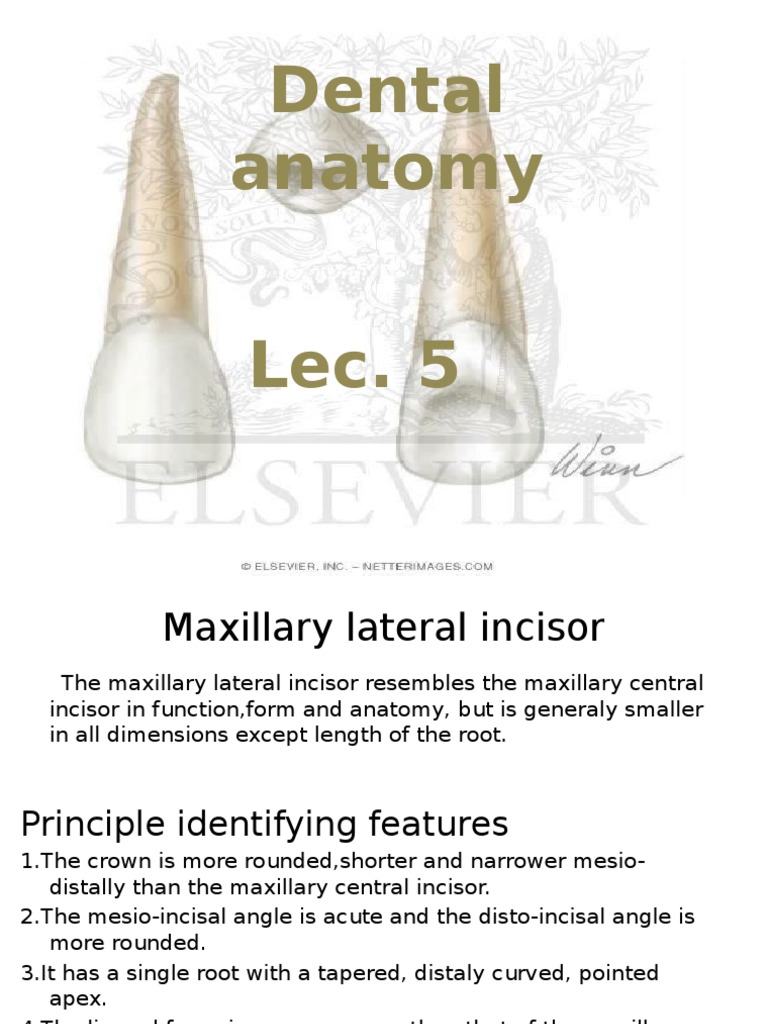 Dental Anatomy Lec.5 | PDF | Facial Features | Physiognomy