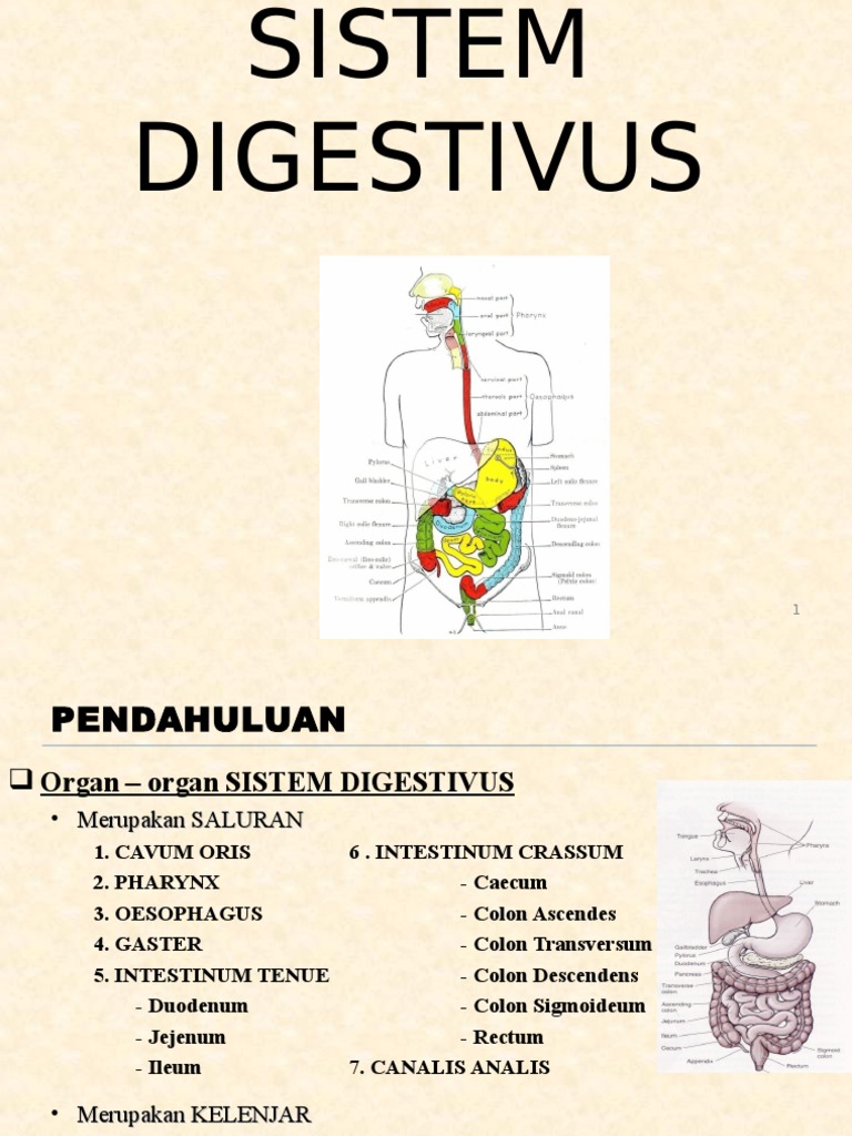 Anatomi Sistem Digestivus | PDF