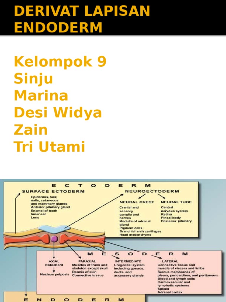Derivat Lapisan Endoderm | PDF
