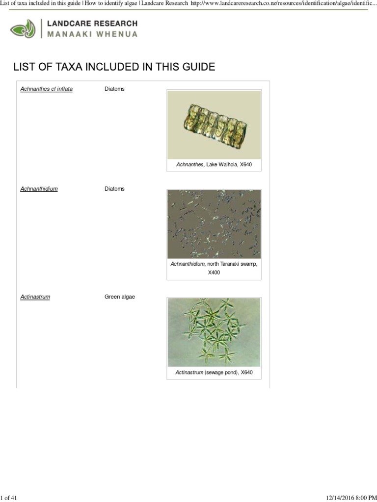 Algae Guide | PDF