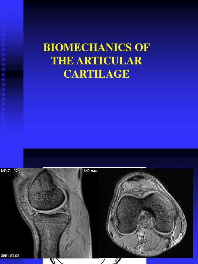 Biomechanics of The Articular Cartilage | PDF | Viscoelasticity | Wear