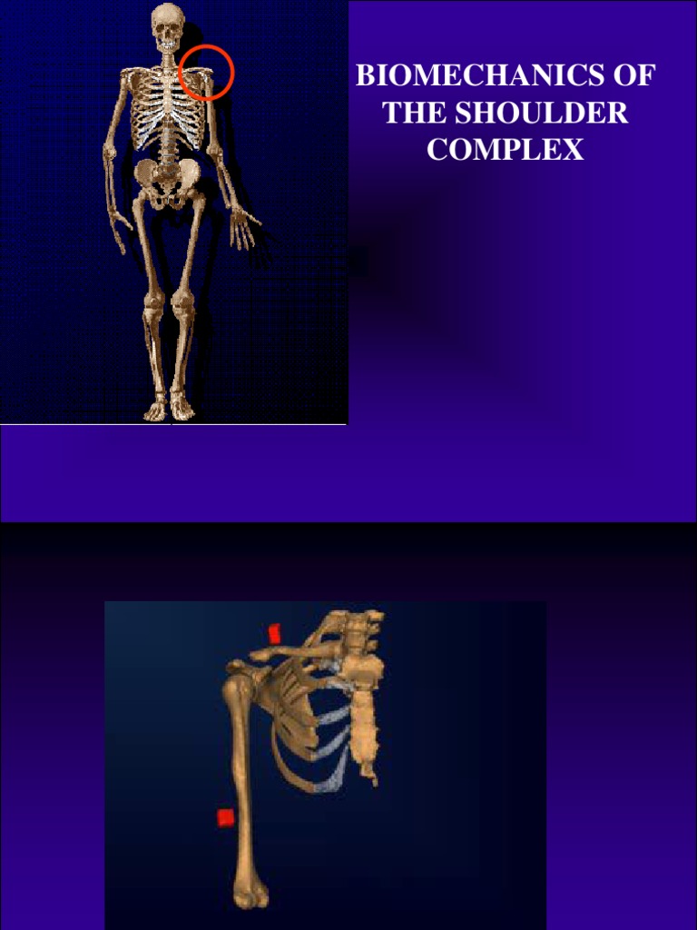 Biomechanics Of The Shoulder Complex