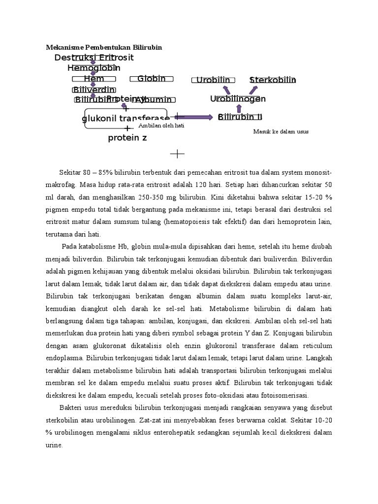Mekanisme Pembentukan Bilirubin Print | PDF