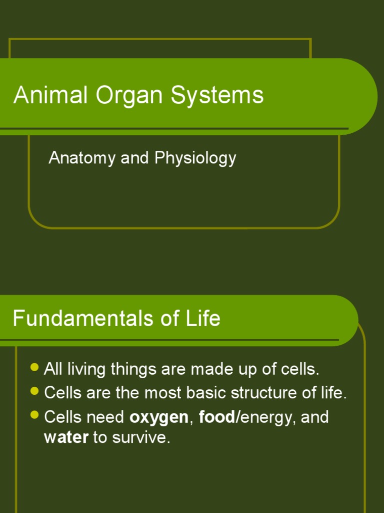Animal Organ Systems: Anatomy and Physiology | PDF | Blood ...