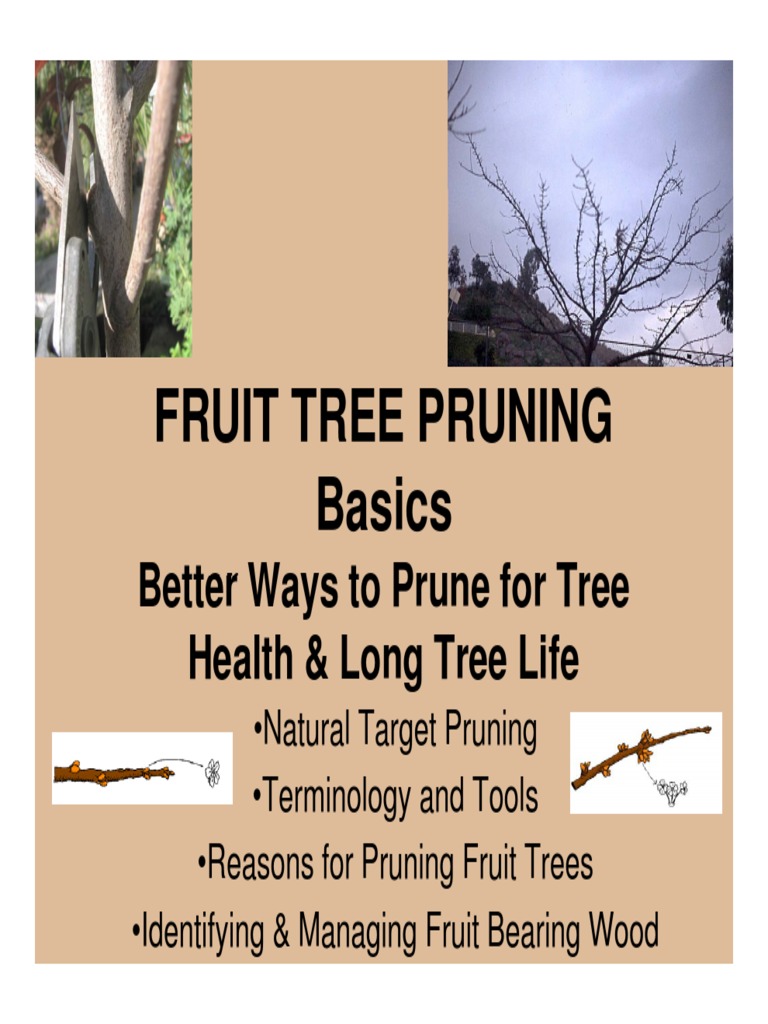 Fruit Tree Pruning Guide | PDF | Pruning | Grafting
