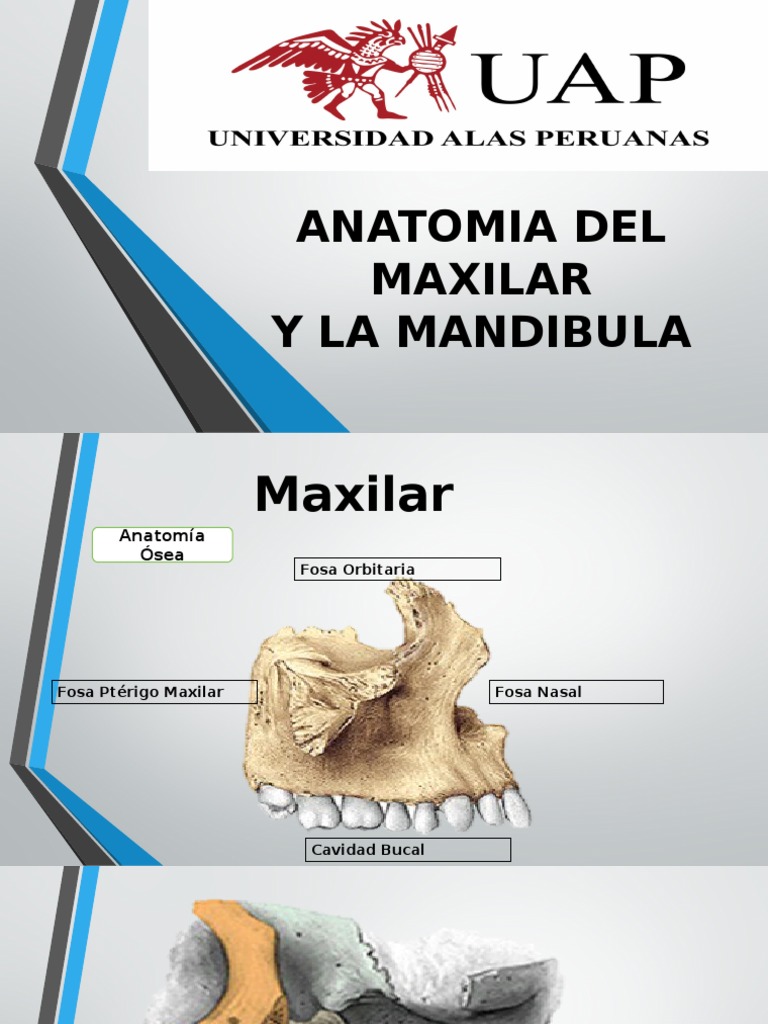 Anatomia Del Maxilar | PDF