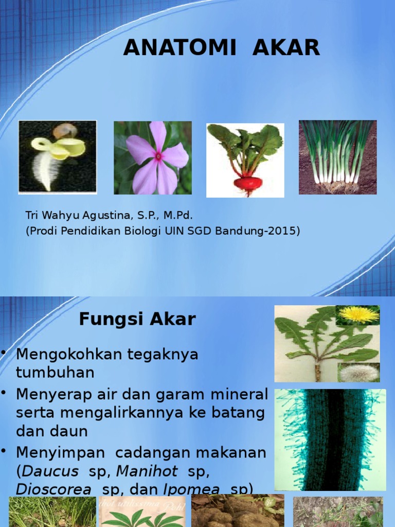 Anatomi Akar | PDF