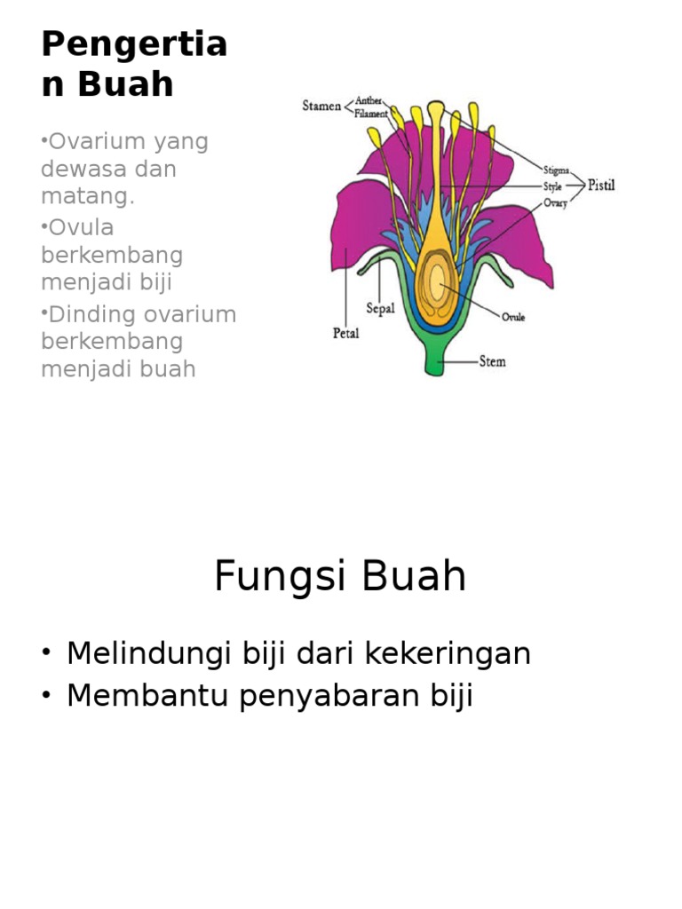 Anatomi Buah Dan Biji | PDF | Seed | Fruit