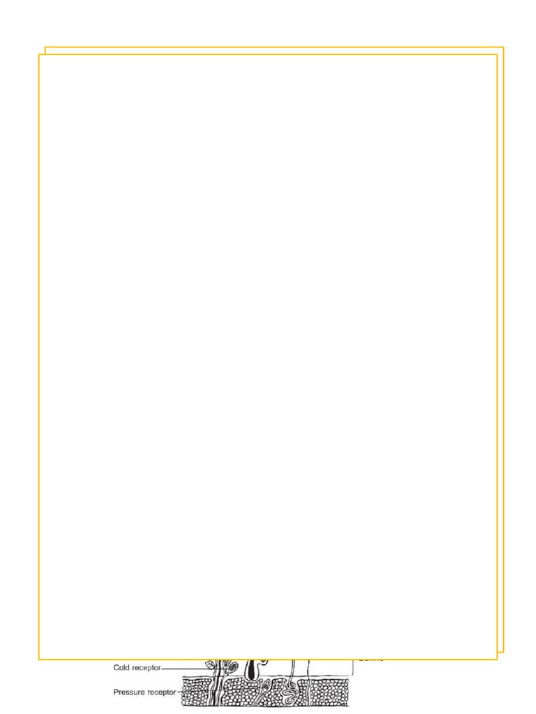 Science Form 2 Notes (Chapter 1 - Chapter 4) | PDF | Senses | Small ...