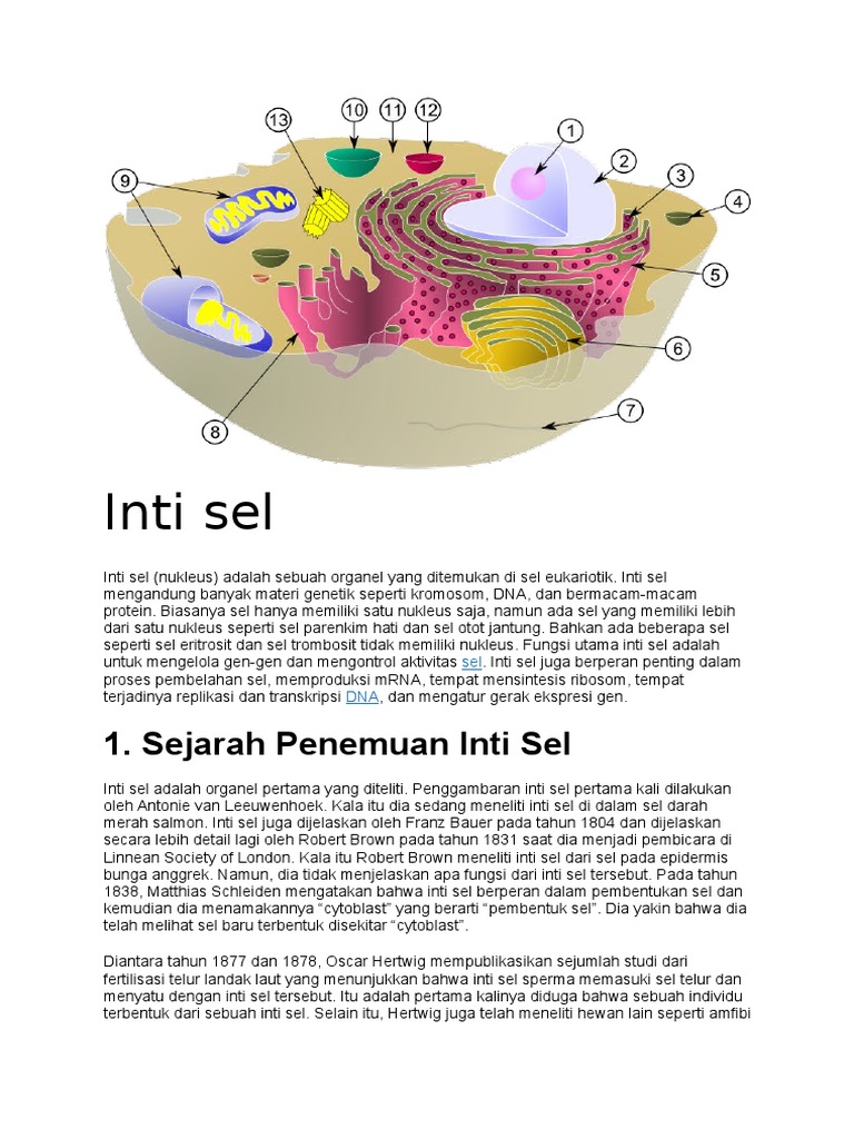 Inti Sel Dan Kromosom | PDF
