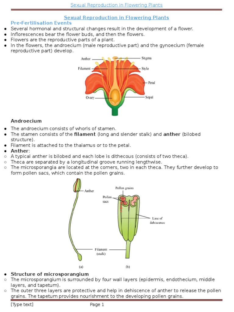 Sexual Reproduction in Flowering Plants-1 | PDF | Seed | Pollination