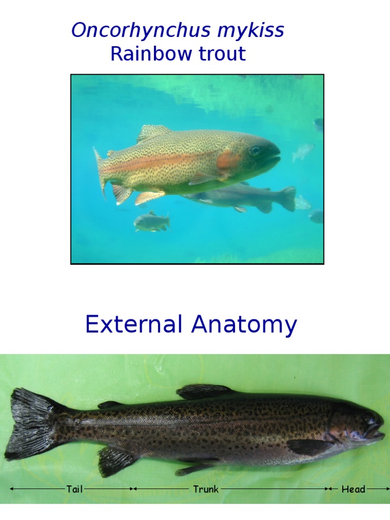 Trout Dissection | PDF | Stomach | Digestion