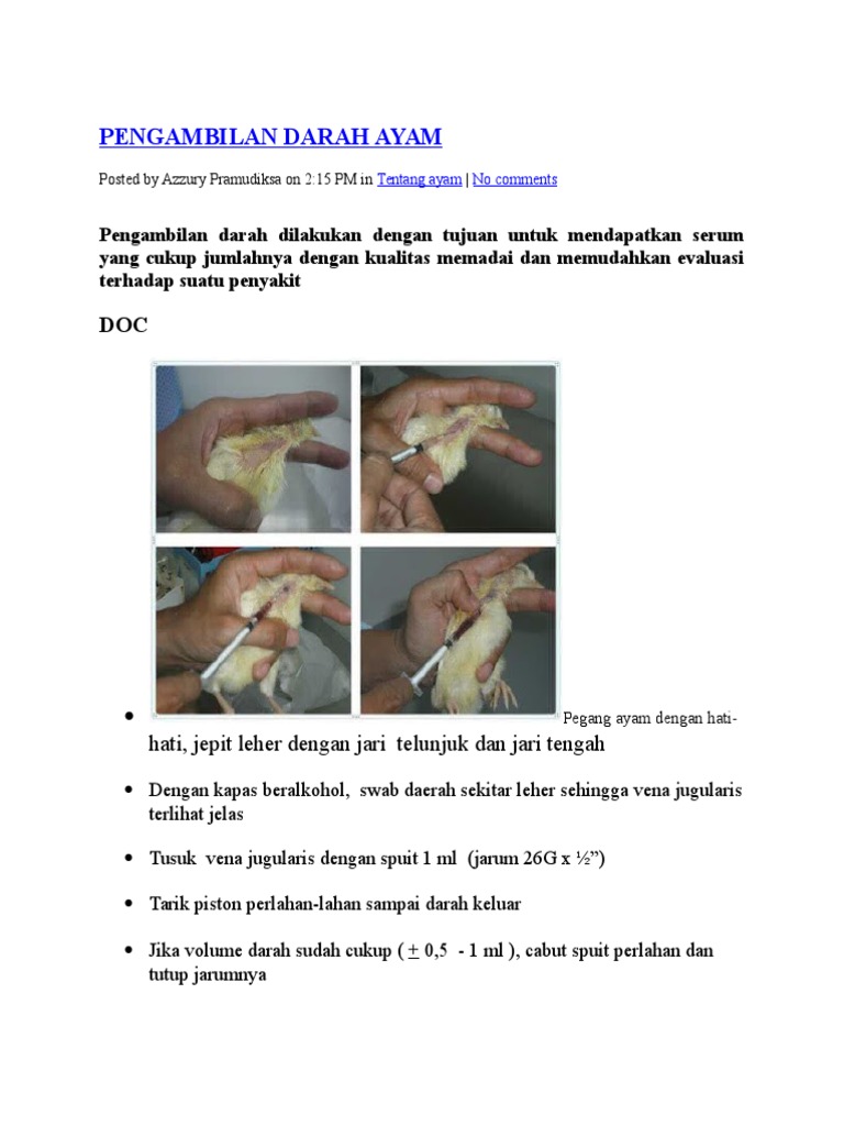 Prosedur Pengambilan Darah Ayam | PDF | Memasak, Makanan, & Anggur ...