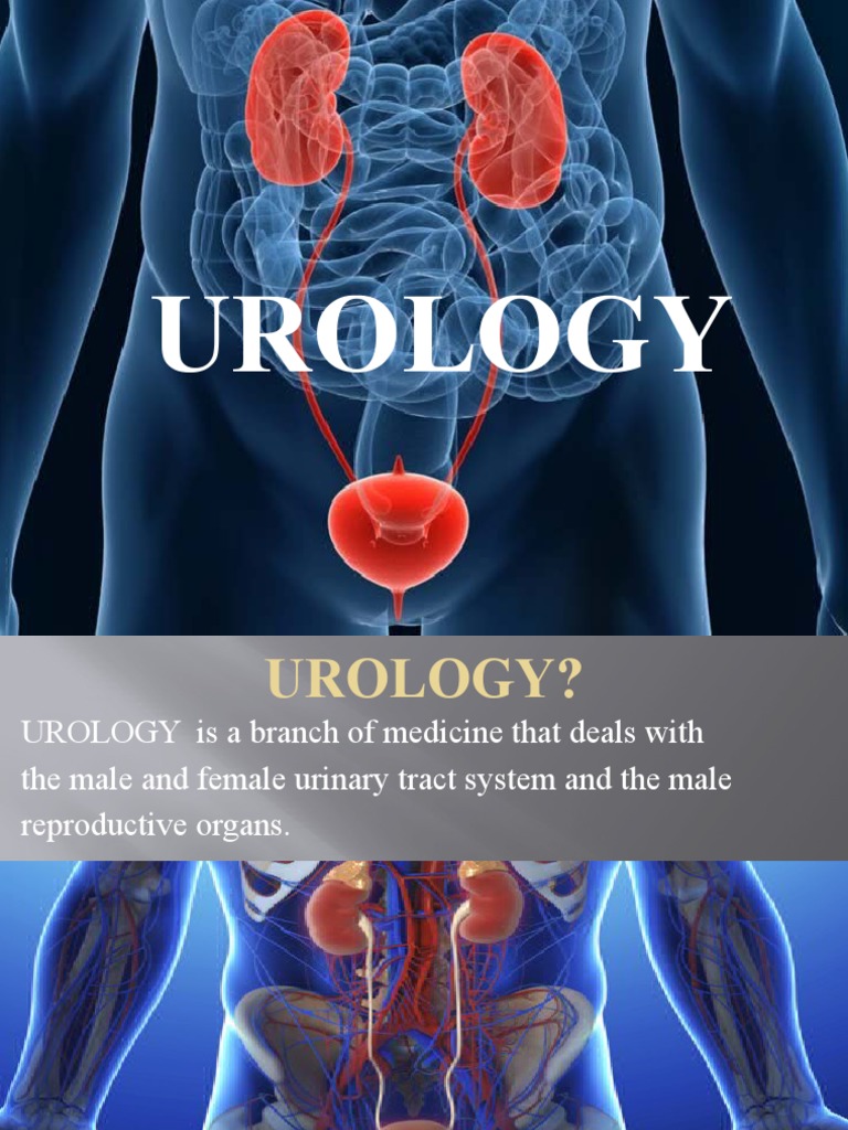 Understanding Urology and Disorders | PDF | Urology | Genitourinary System