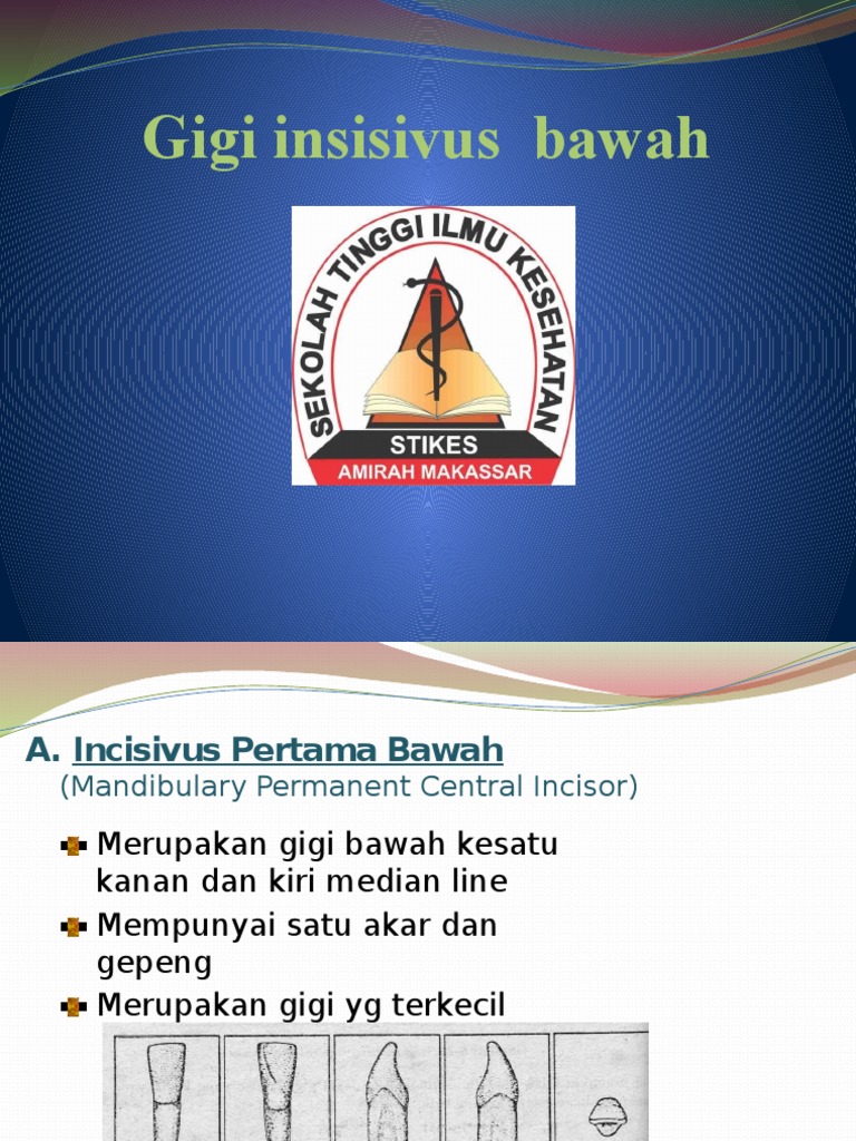 Anatomi Gigi Insisivus Sentral Bawah Kanan | PDF