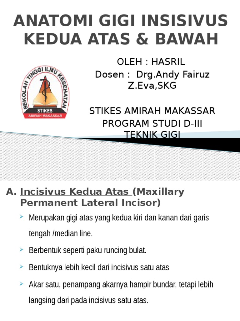 Anatomi Gigi Insisivus Kedua Atas & Bawah | PDF