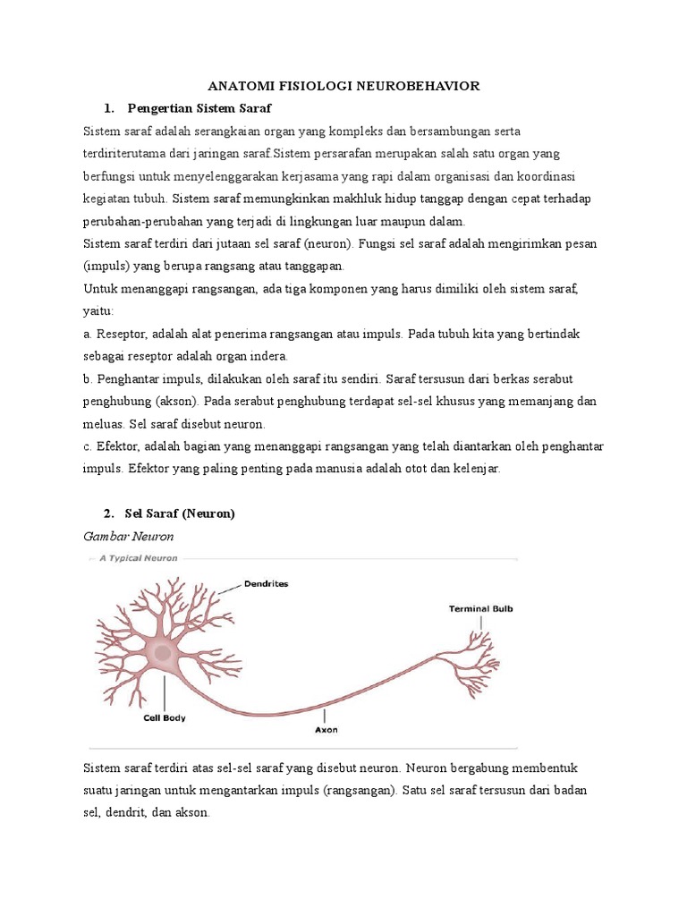 Anatomi Fisiologi Neurobehavior | PDF