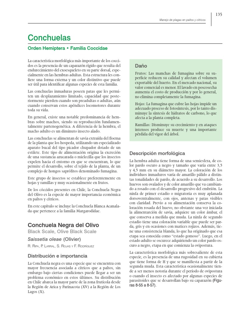 Ripa Chapter 08d PDF | PDF | Insectos | Hormiga