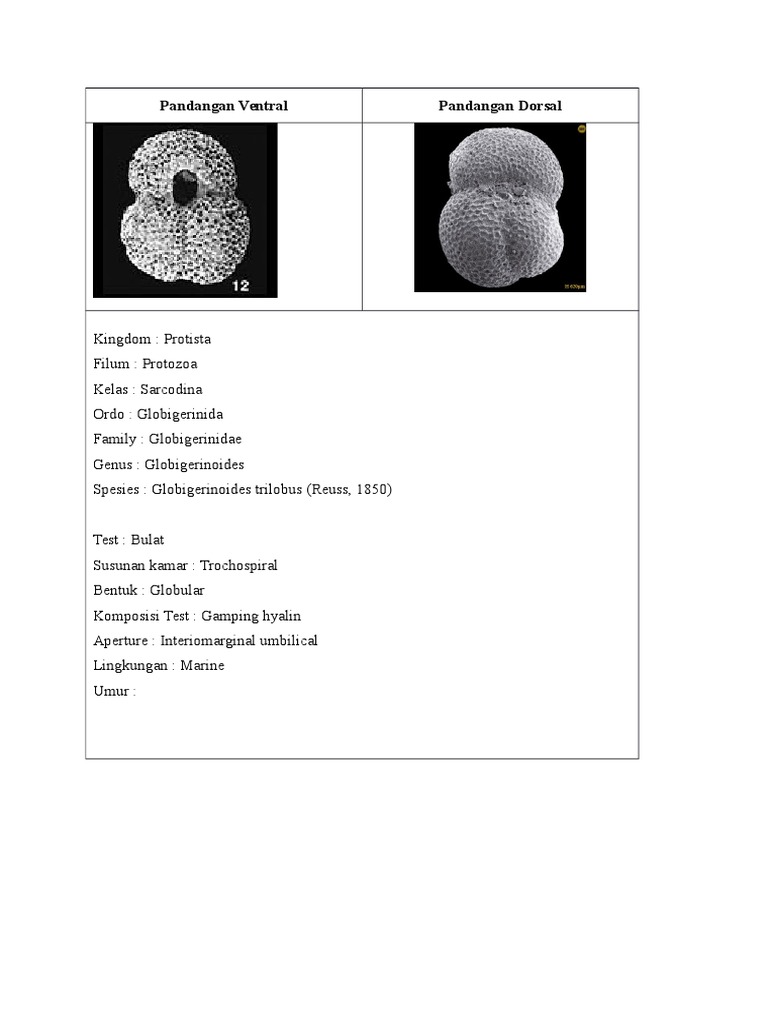 Foraminifera Planktonik | PDF
