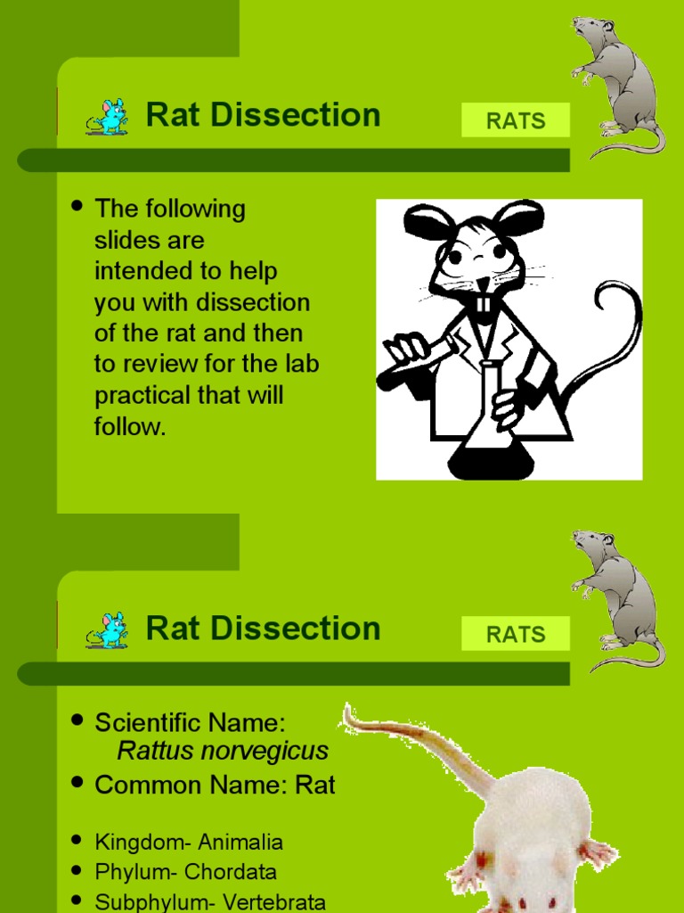 Rat Dissection | PDF | Anatomical Terms Of Location | Atrium (Heart)