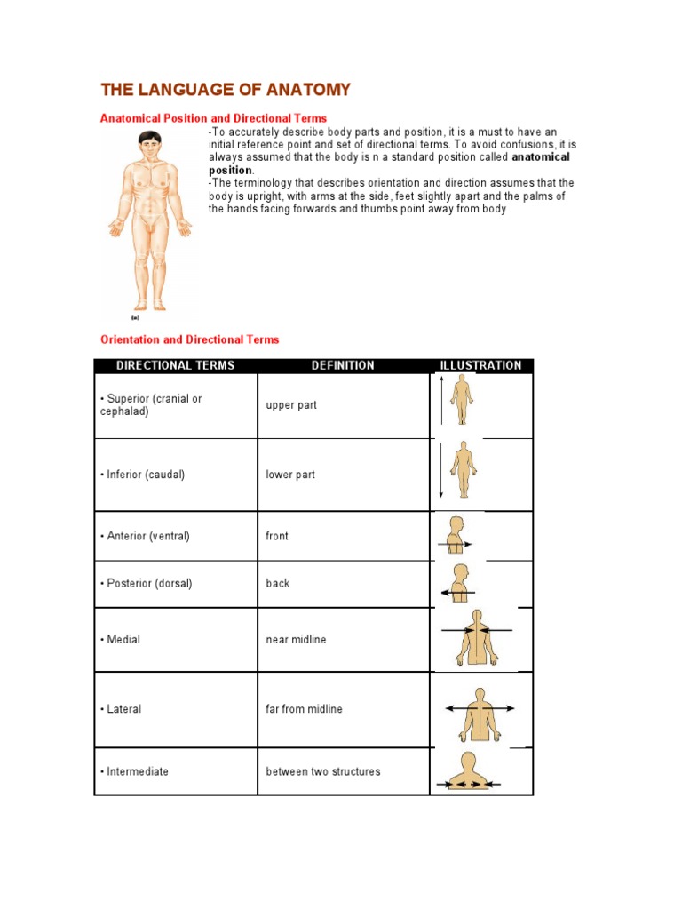 The Language of Anatomy | PDF | Anatomical Terms Of Location ...