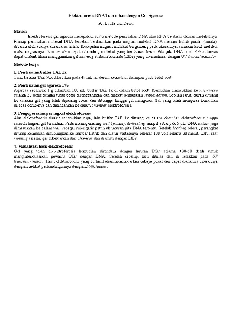 (Praktikan) Elektroforesis DNA Tumbuhan Dengan Gel Agarosa | PDF