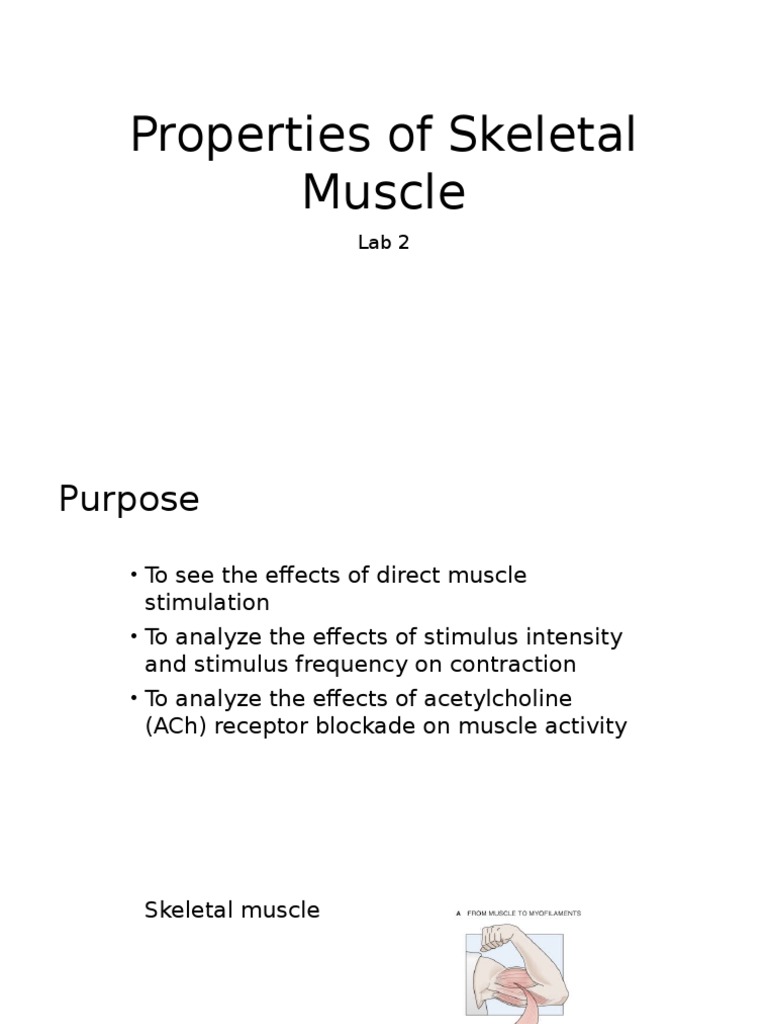 Lab+2-+Properties+of+Skeletal+Muscle+ NOTES | PDF | Muscle Contraction ...