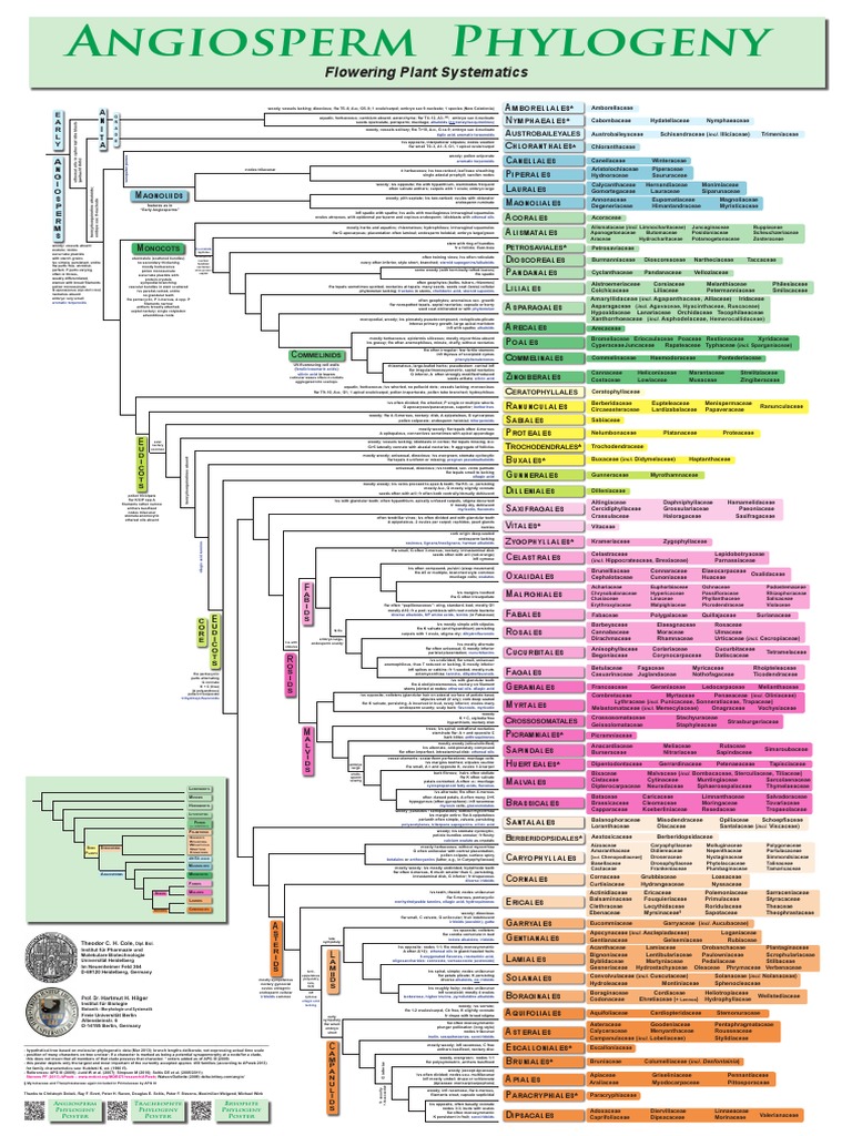 178679265-Angiosperm-Phylogeny.pdf | Seed | Botany