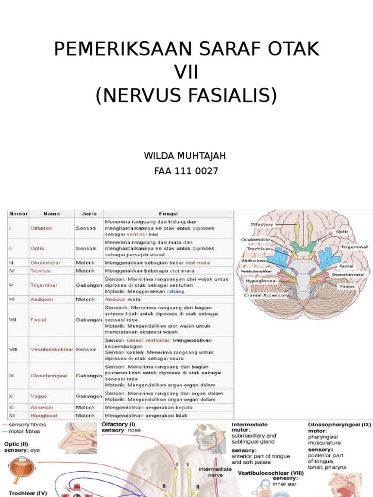 Pemeriksaan Saraf Otak VII (Nervus Fasialis) : Wilda Muhtajah FAA 111 ...