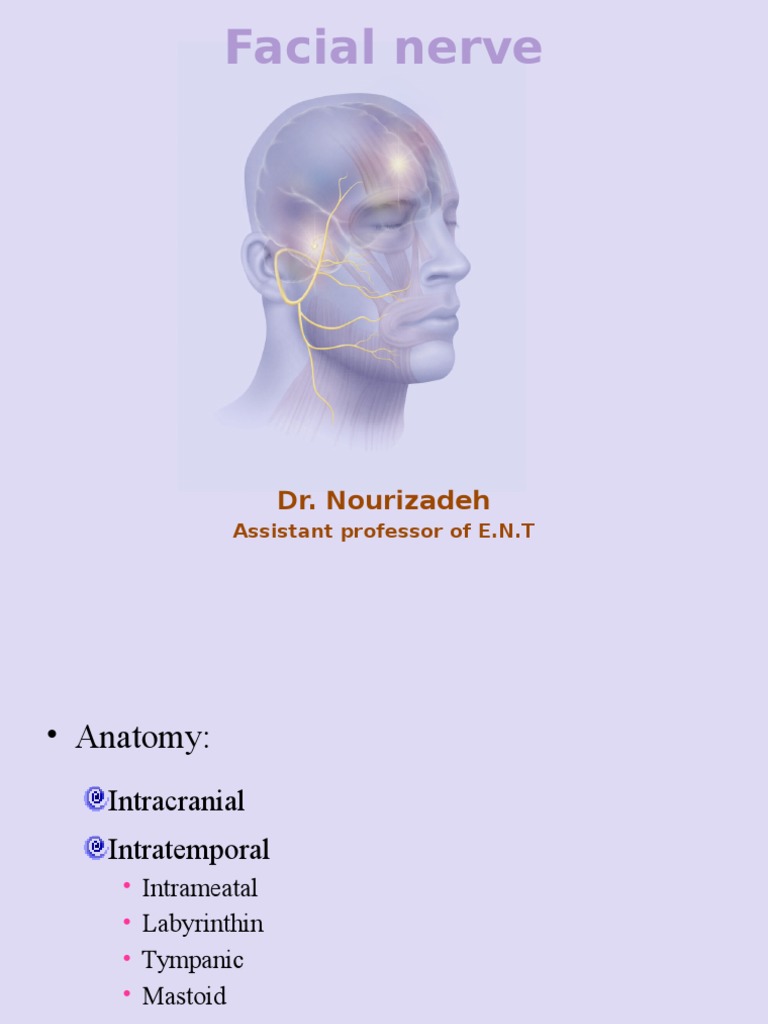Facial Nerve | PDF | Neurology | Clinical Medicine