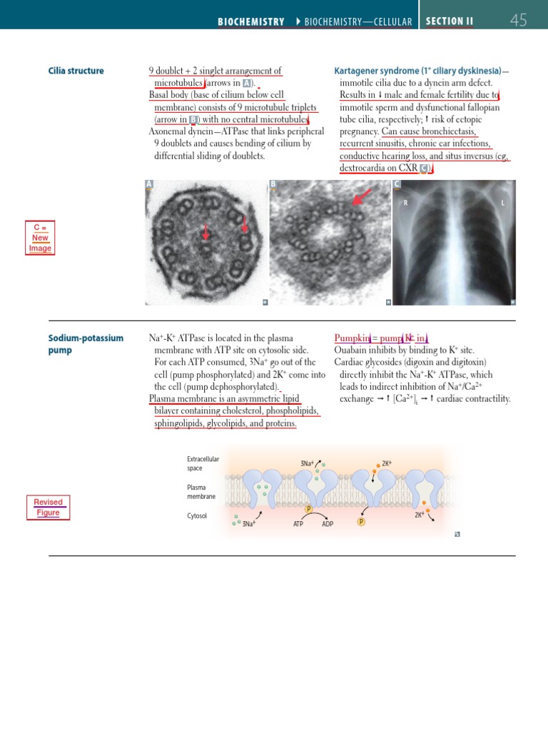 First Aid Step 1 2017 Sample Revisions | T Helper Cell | T Cell