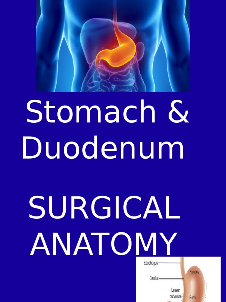 Stomach | PDF | Stomach | Digestive System